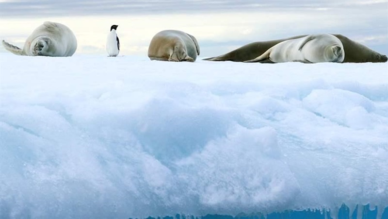 By Connecting Marine Protected Areas, Policymakers Can Improve Ocean ...