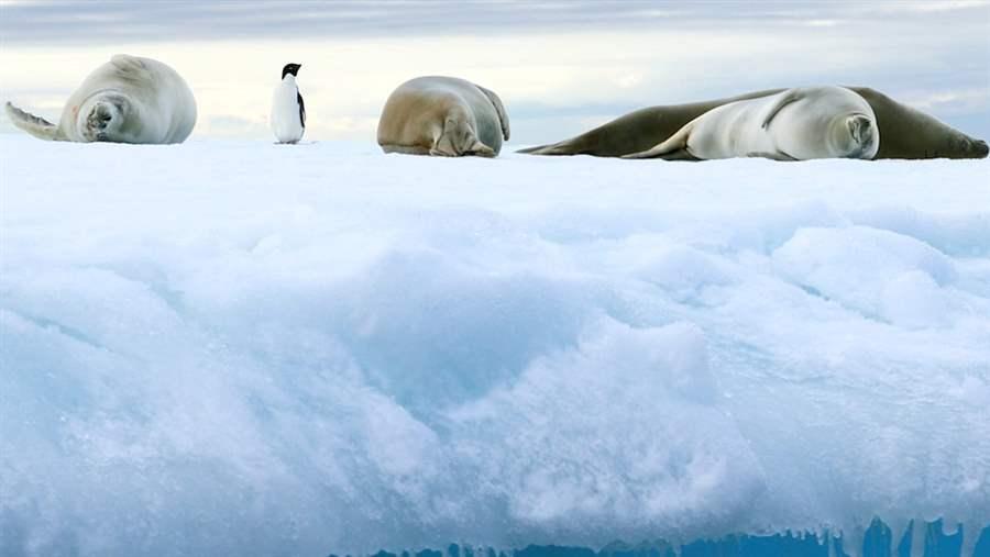 By Connecting Marine Protected Areas, Policymakers Can Improve Ocean ...