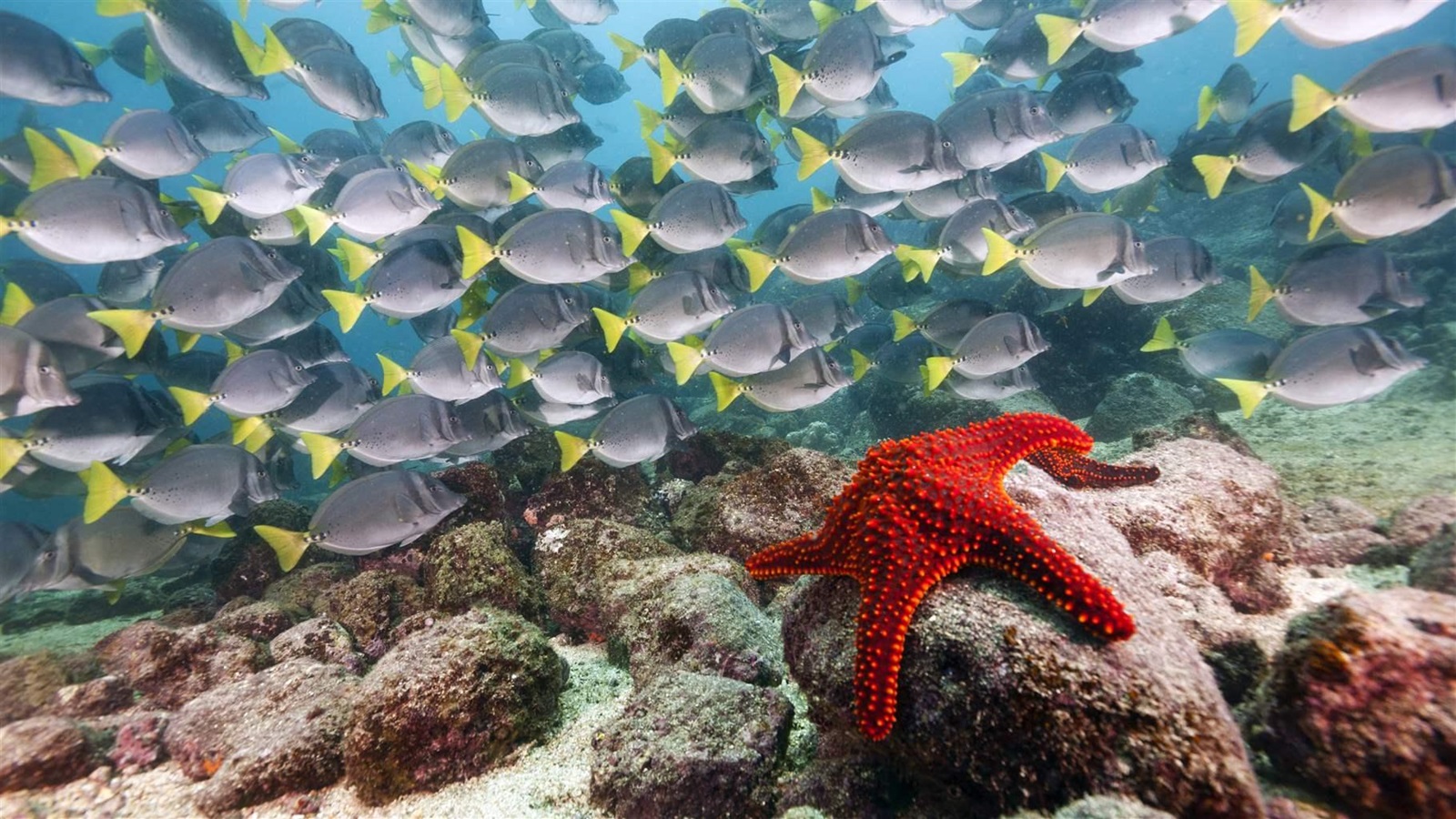 The Eastern Tropical Pacific Marine Corridor | Pew Bertarelli Ocean Legacy