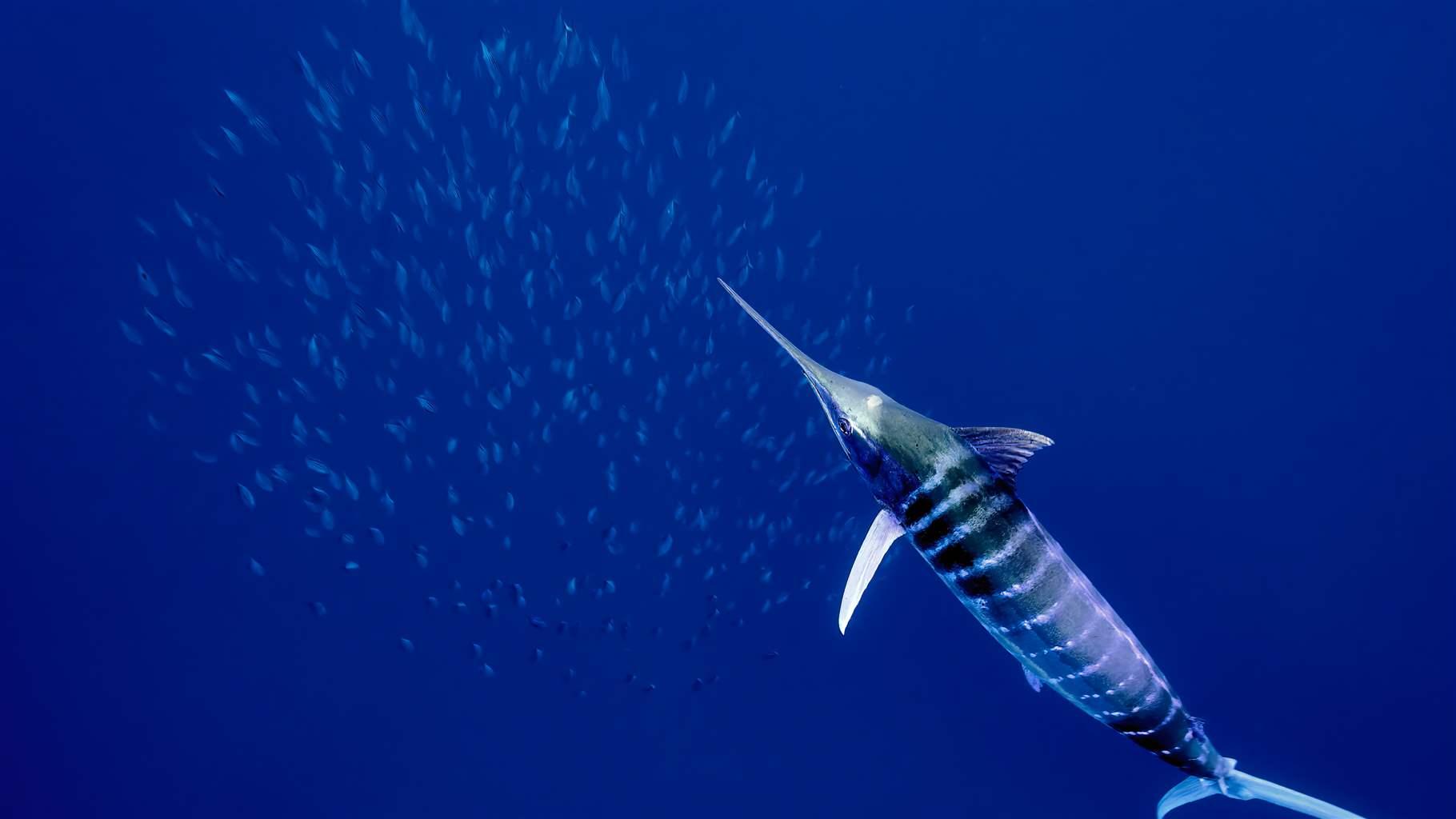French Polynesia Strengthens World’s Largest Network of Fully Protected ...