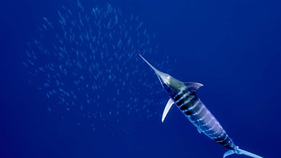 French Polynesia Strengthens World’s Largest Network of Fully Protected ...