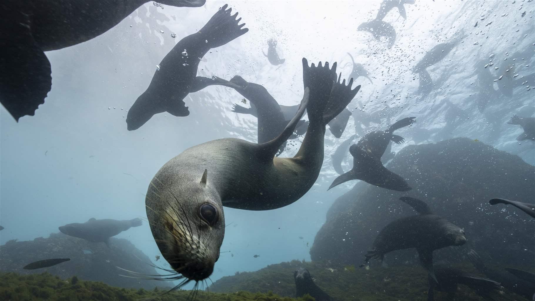 Chile Expands Ocean Protections Around Remote Juan Fernandez and ...