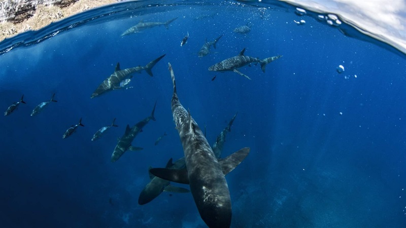 Innovative Financing Tool Helps Protect Galápagos Islands | Pew ...