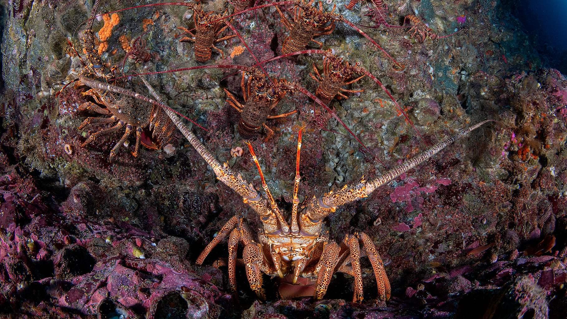 Chile Expands Ocean Protections Around Remote Juan Fernandez and ...