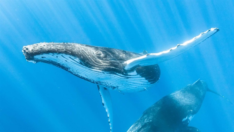 By Connecting Marine Protected Areas, Policymakers Can Improve Ocean ...